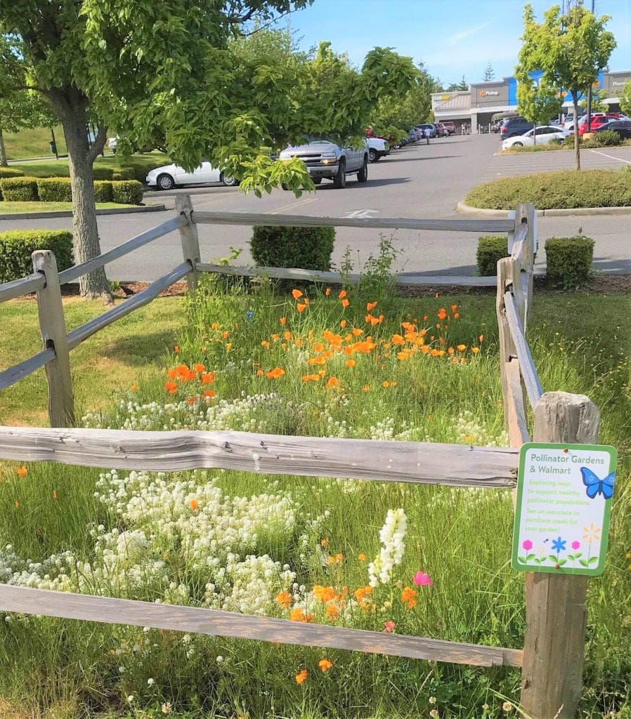 National Pollinator Week 2020 - AQUALIS