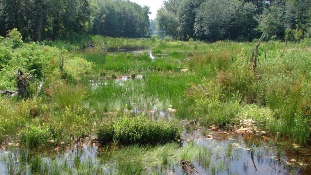 Constructed Wetlands | Green Infrastructure Solutions